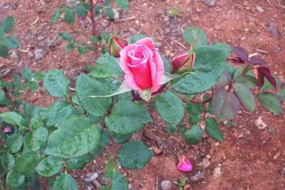 Rose Flower Cultivation In Sri Lanka | Best Flower Site