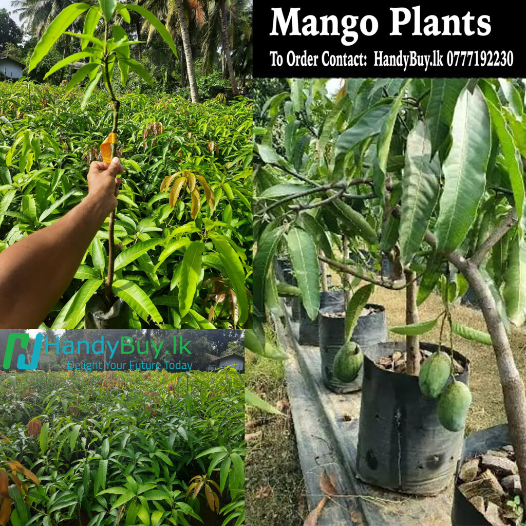 Mango Plants - HandyBuy.lk | Sri Lanka's Fastest Growing E-Commerce Store.