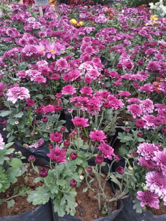 Kapuru Flower Plant - HandyBuy.lk | Sri Lanka's Fastest Growing E ...